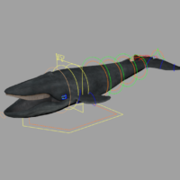 blue whale – RIG-IT
