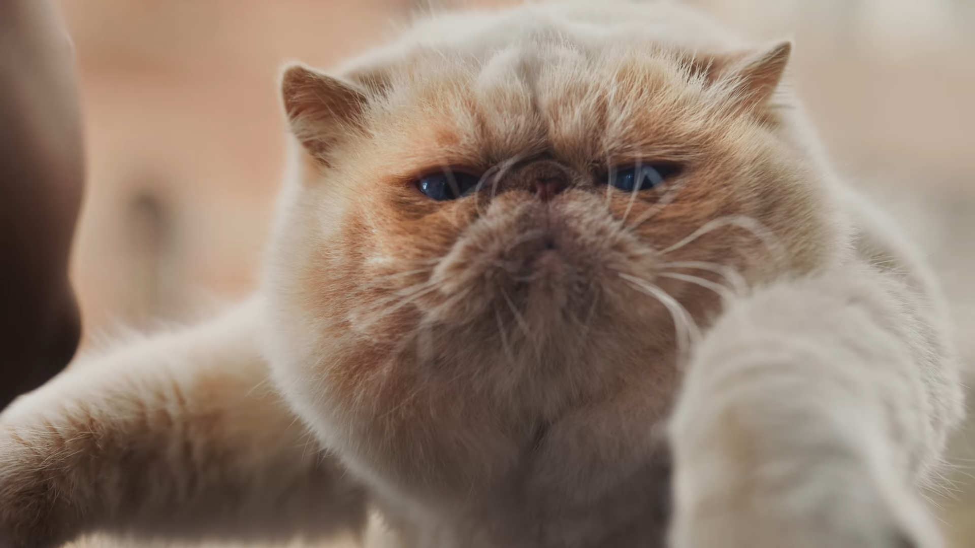 wowCat – RIG-IT